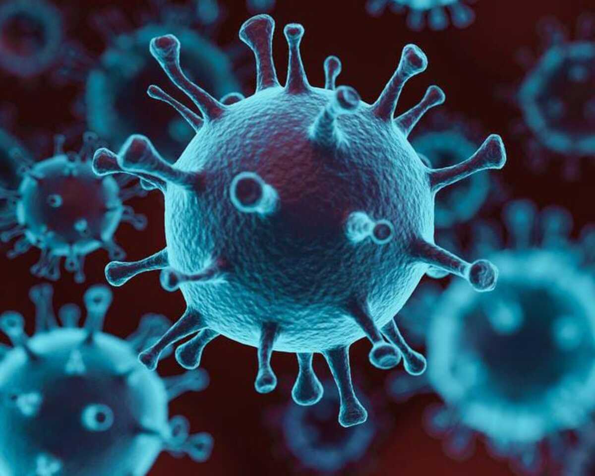 Mengenal Virus Nipah, Gejala yang Ditimbulkan hingga Cara Mengatasinya ...