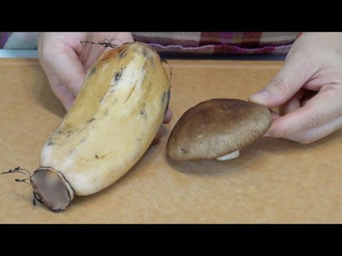 7 Manfaat Akar Teratai Yang Baik Untuk Kesehatan Tubuh – Rakcer.ID