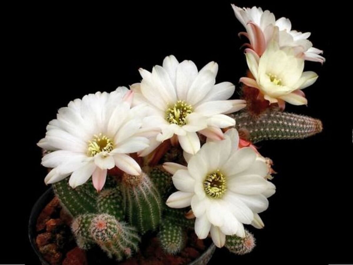Rekomendasi Jenis Tanaman Hias Kaktus Berbunga yang Cocok untuk Hiasan ...
