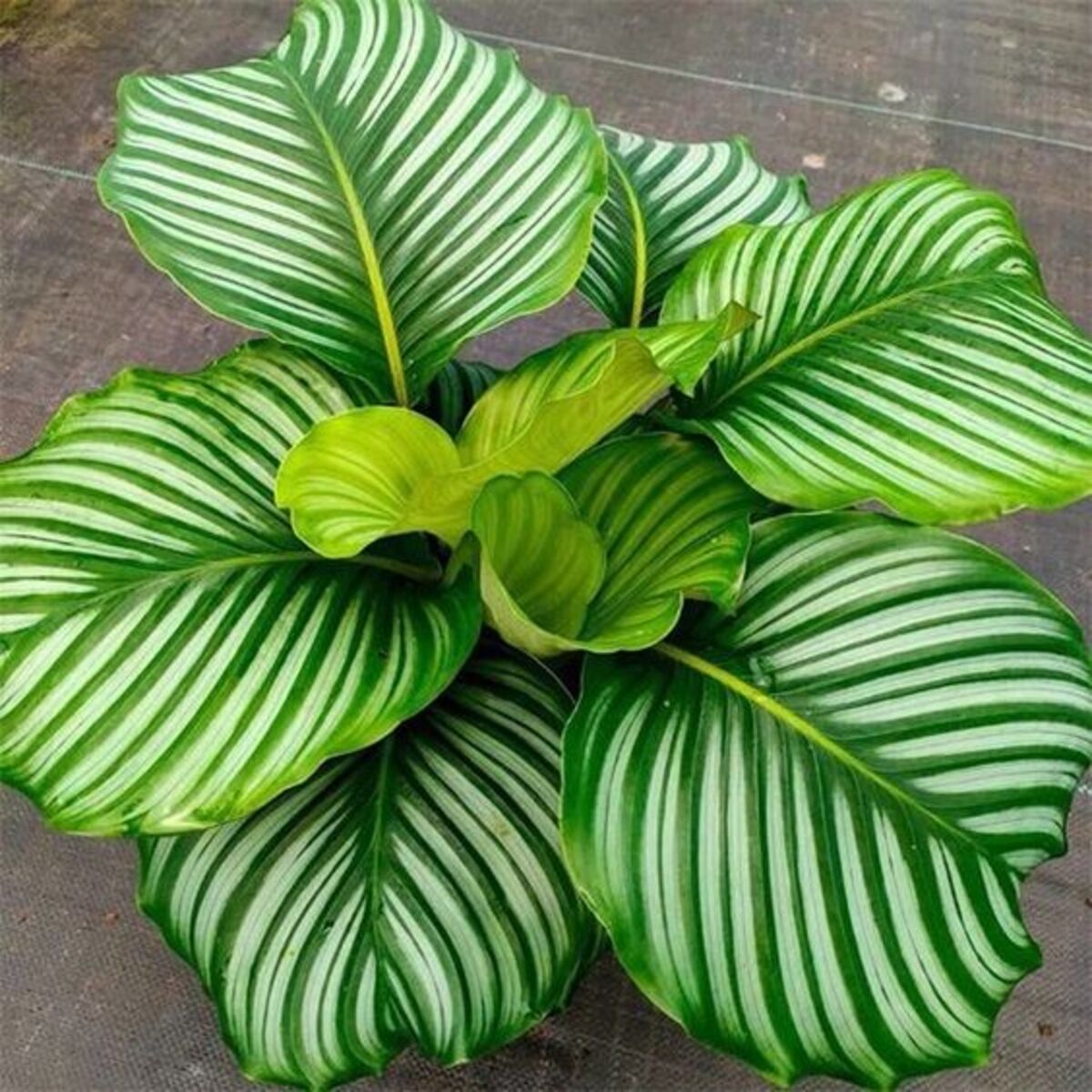 Rekomendasi Jenis Tanaman Calathea Berdaun Indah dan dapat Mempercantik ...