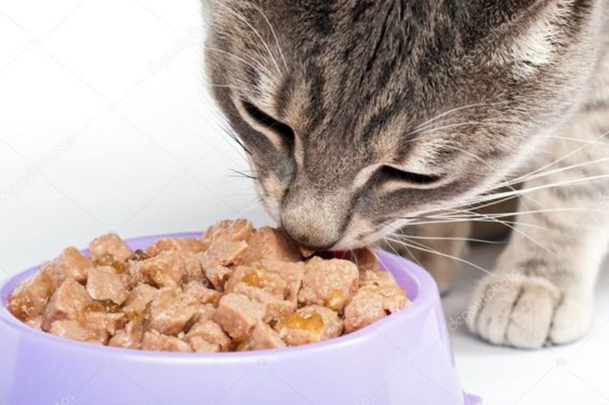 Tips Membuat Makanan Kucing Basah dari Ikan yang Praktis dan ...