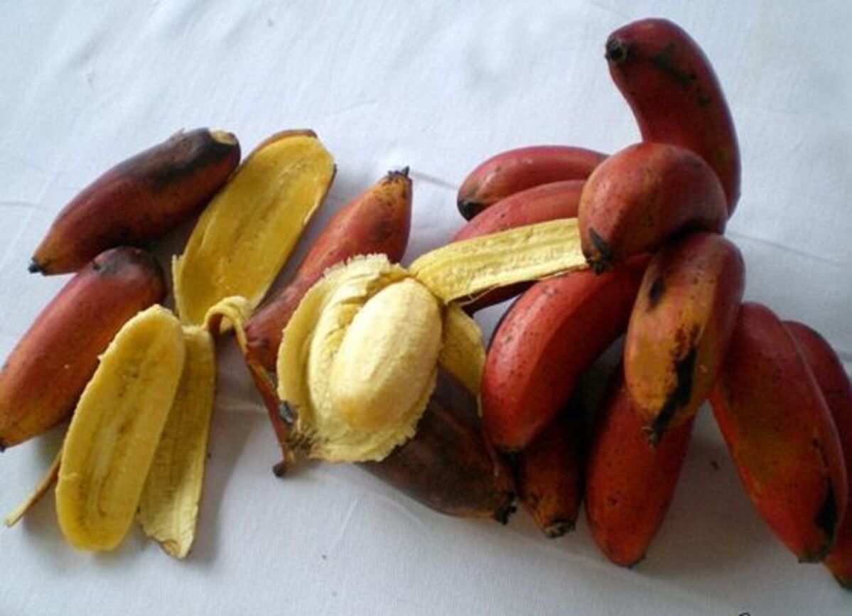 Perlu di Catat! Inilah 5 Manfaat Buah Pisang Merah bagi Tubuh – Rakcer.ID