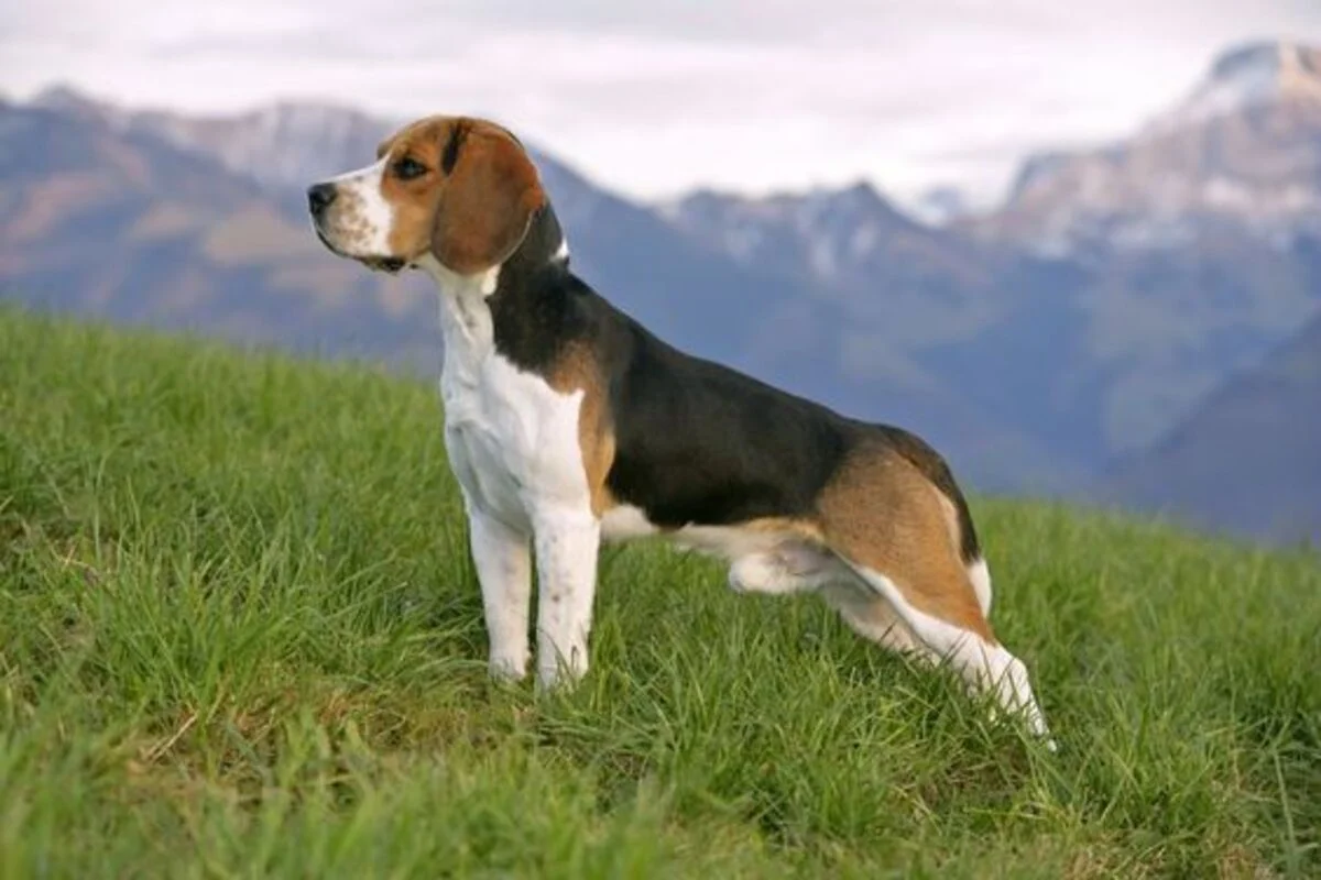 Melihat Lebih Dekat: 7 Fakta Unik Mengenai Anjing Beagle yang Mungkin Belum Anda Ketahui – Rakcer.ID