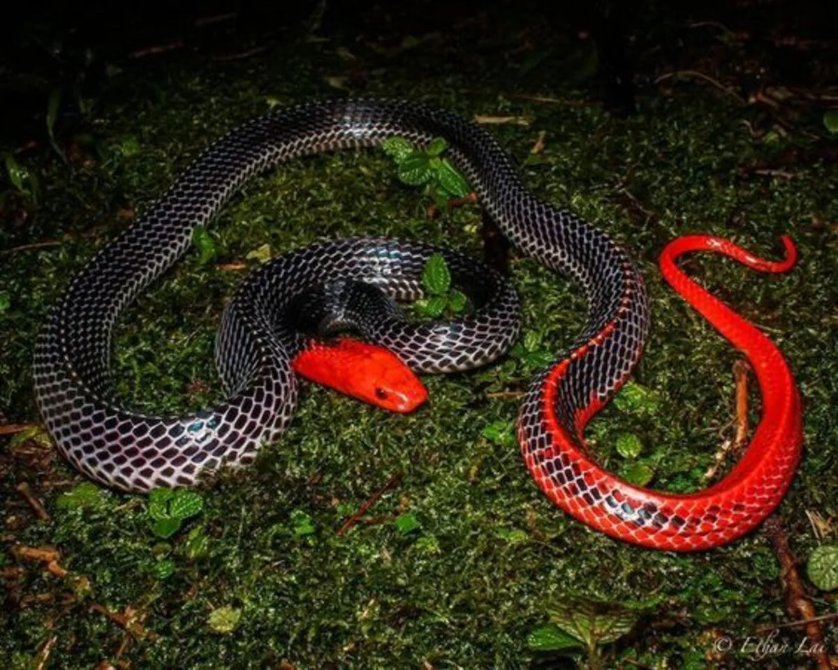 Fakta Menarik Tentang Ular Kepala Merah, Si Cantik Mematikan yang Penuh ...