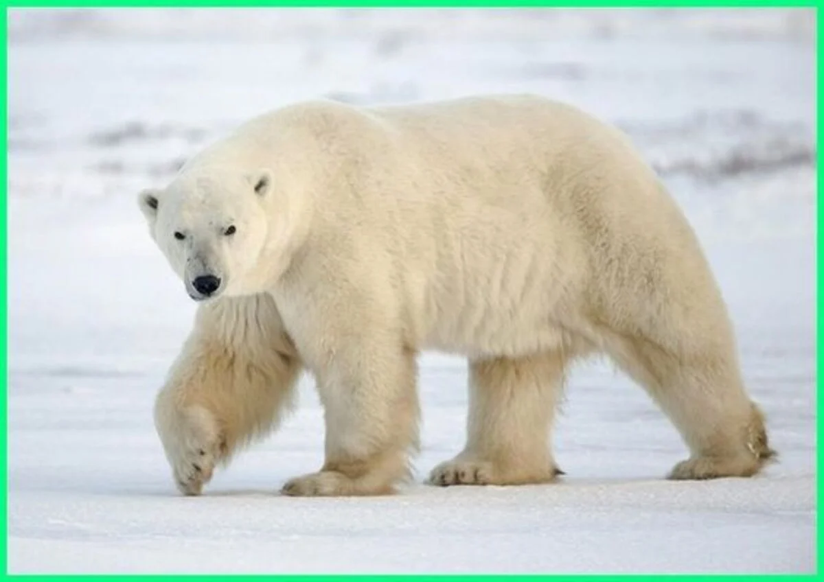 7 Fakta Mengagumkan Tentang Habitat dan Kehidupan Beruang Kutub – Rakcer.ID