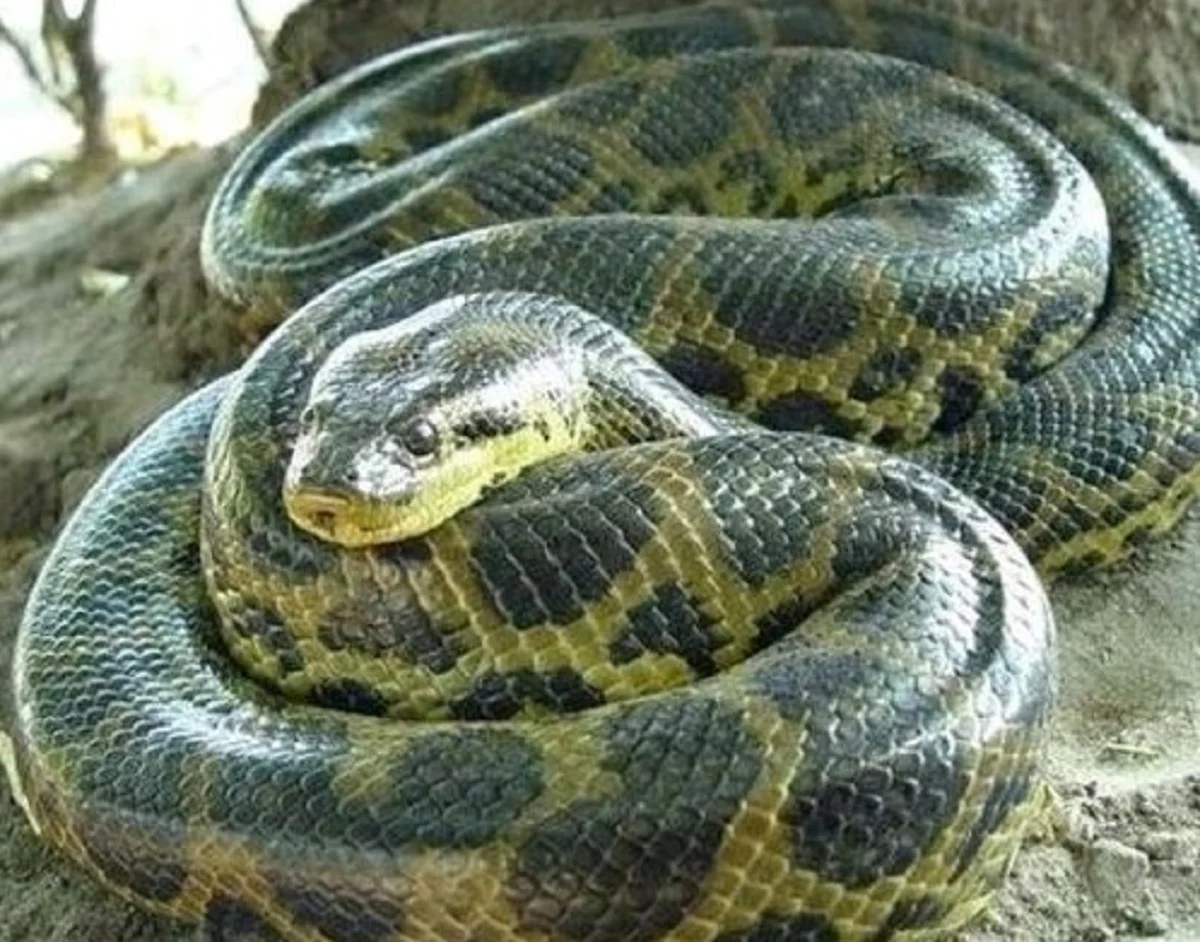 5 Fakta Menarik Ular Anaconda, Ular Terbesar Di Dunia yang Jago ...