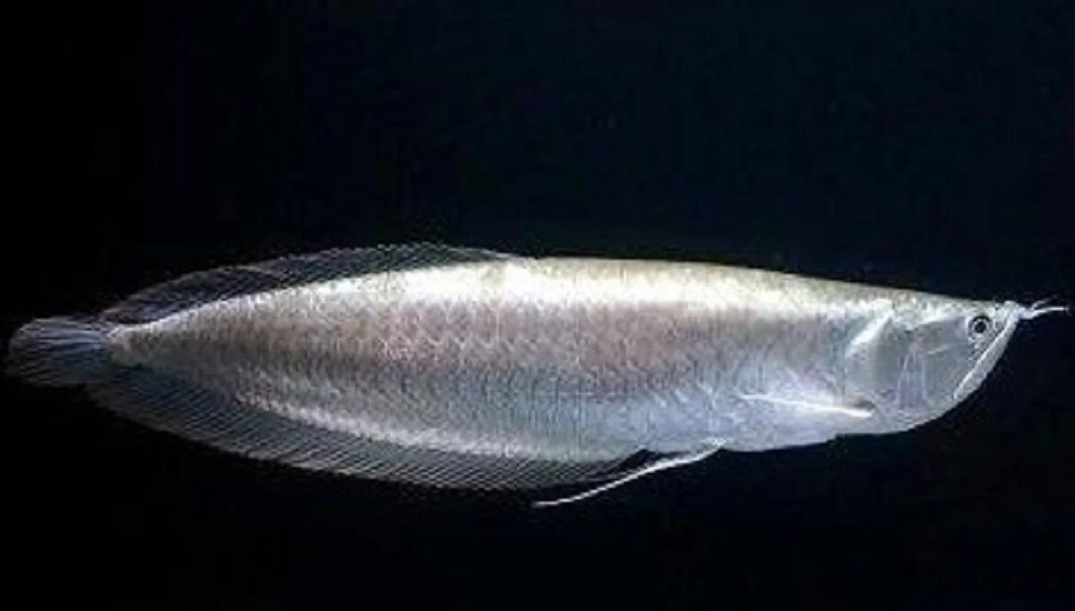 7 Fakta Menarik Tentang Ikan Arwana Silver, Jenis Arwana yang Memiliki ...