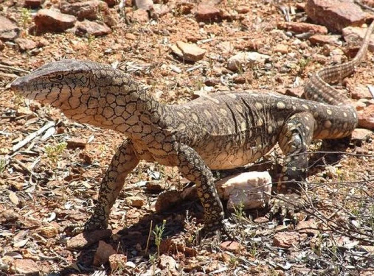 6 Fakta Menarik Tentang Kadal Varanus giganteus, Jenis Biawak Terbesar ...