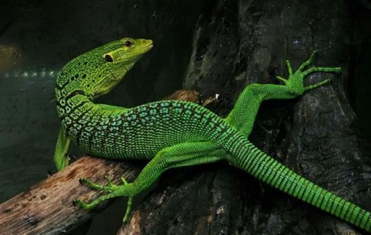 7 Fakta Menarik Tentang Kadal Varanus prasinus, Jenis Biawak yang ...