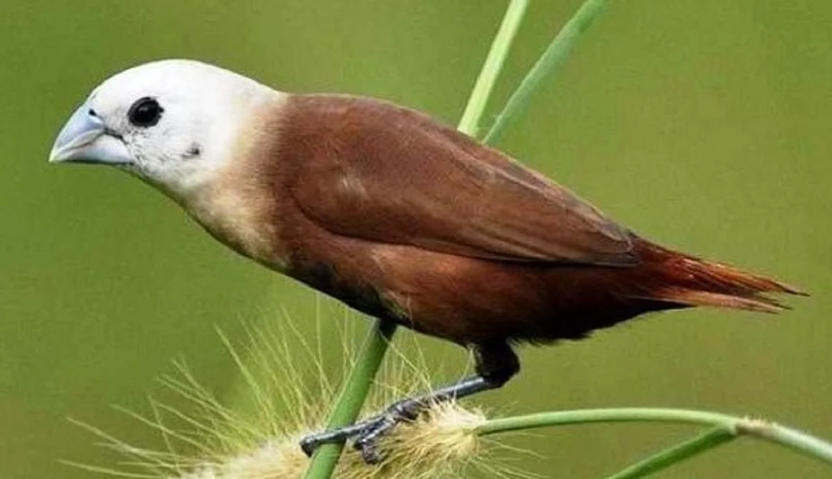 7 Fakta Tentang Burung Lonchura maja atau Burung Bondol Haji yang Harus ...