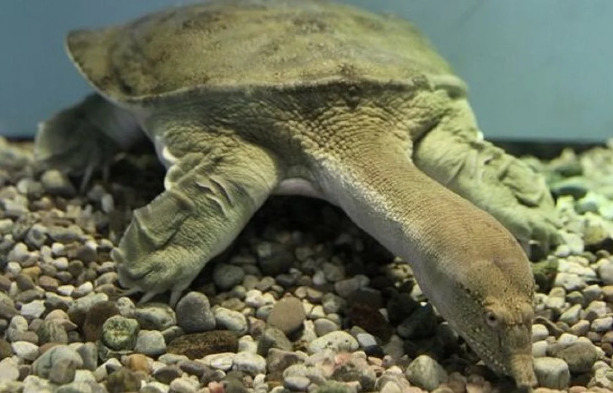 19 Fakta Tentang Bulus Pelodiscus, Jenis Kura-Kura Bercangkang Lunak ...