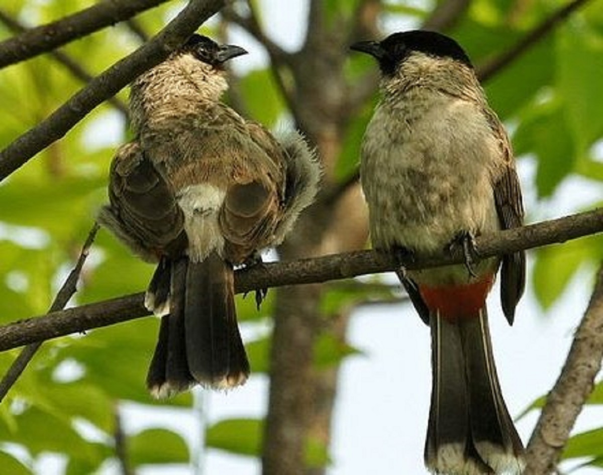 10 Fakta Mengenai Burung Kutilang, Burung yang Memiliki Suara Nyayian ...