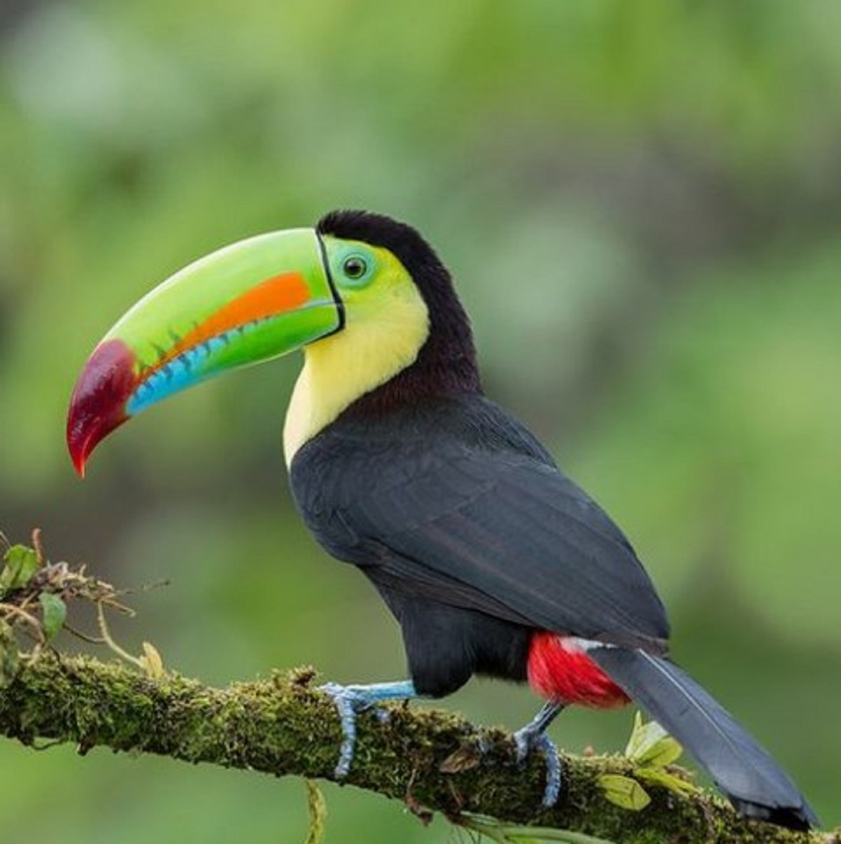 10 Fakta Tentang Burung Tukan, Burung yang Sangat Populer di Dunia Baik ...