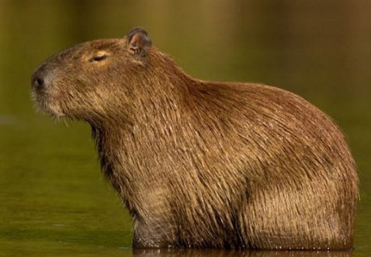 10 Fakta Mengenai Capybara Hewan Semi Aquatik yang Sangat Suka Hidup ...