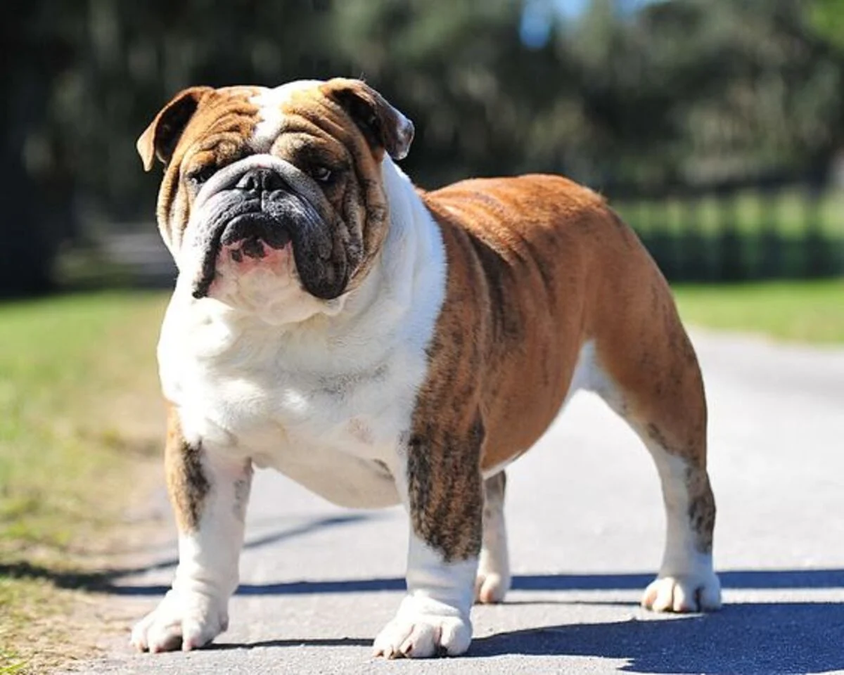7 Fakta Menarik yang Perlu Anda Ketahui tentang Anjing Bulldog – Rakcer.ID
