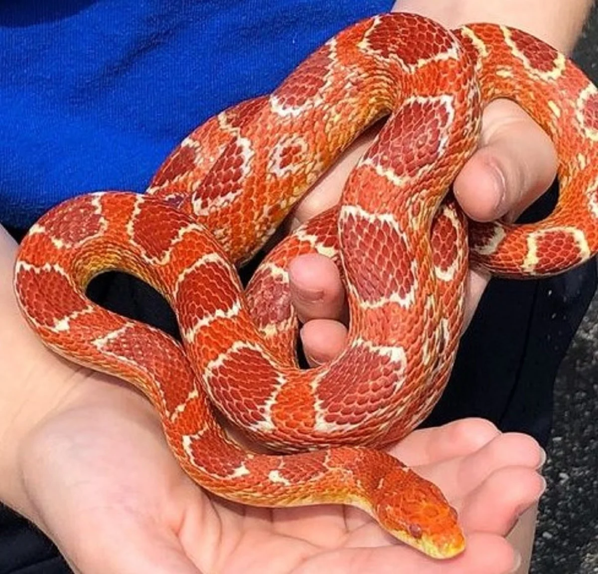 15 Fakta Tentang Ular Corn Snake, Jenis Ular yang Sangat Populer ...
