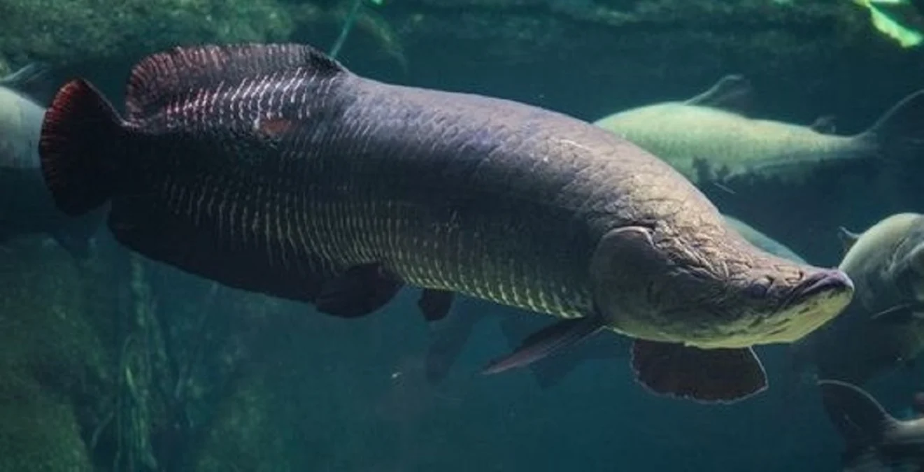 8 Ikan Predator Air Tawar Terbesar di dunia, Ada Ikan Gigi Besar Juga ...
