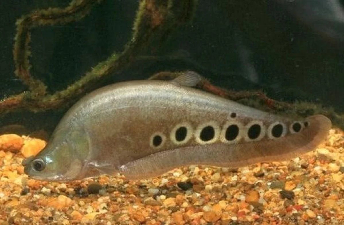 10 Fakta Tentang Ikan Belida, Ikan yang Sangat Unik – Rakcer.ID