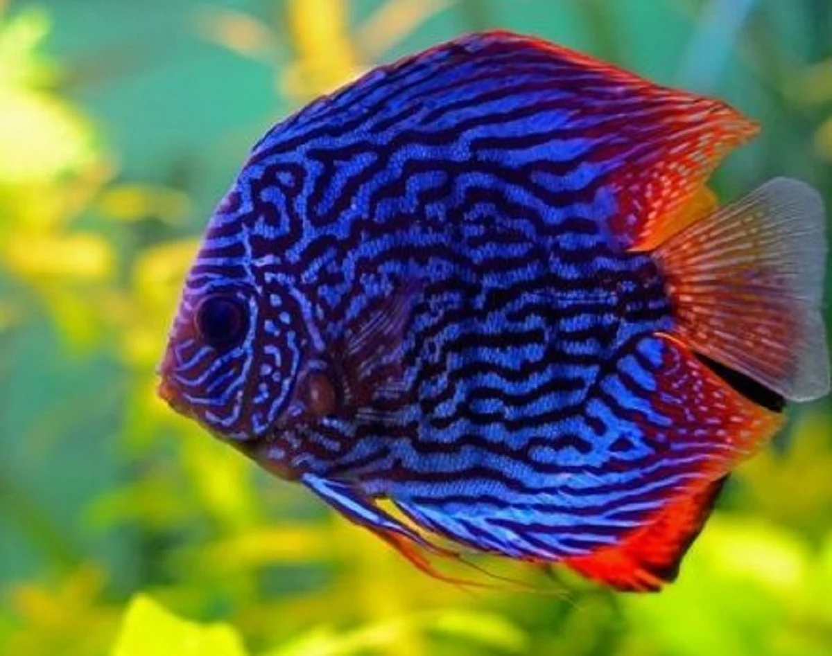15 Fakta Mengenai Ikan Discus, Ikan Hias yang Sangat Cantik – Rakcer.ID