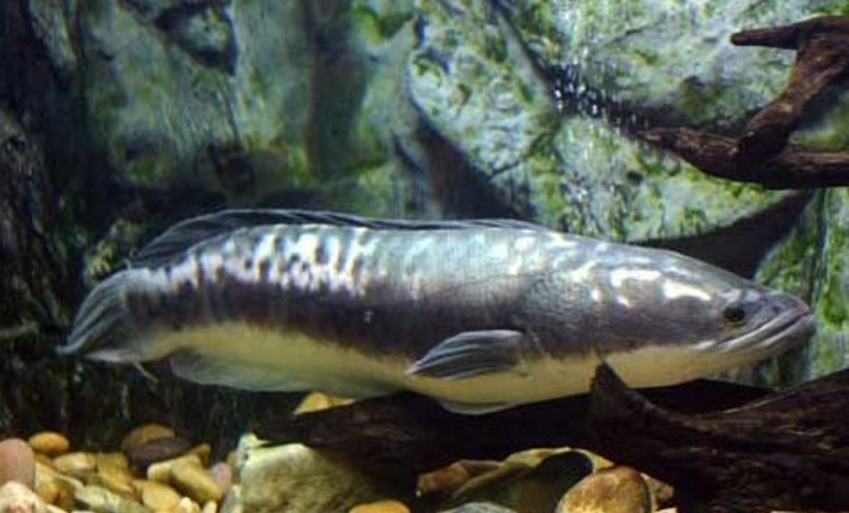 20 Fakta Menarik Tentang Ikan Toman, Ikan Predator yang Sangat Tangguh ...