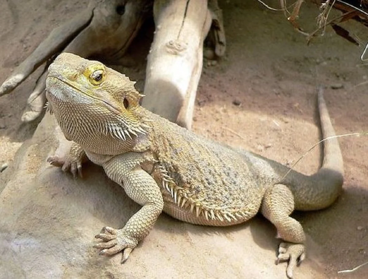 5 Fakta Menarik Tentang Kadal Pogona vitticeps, Jenis Kadal yang ...