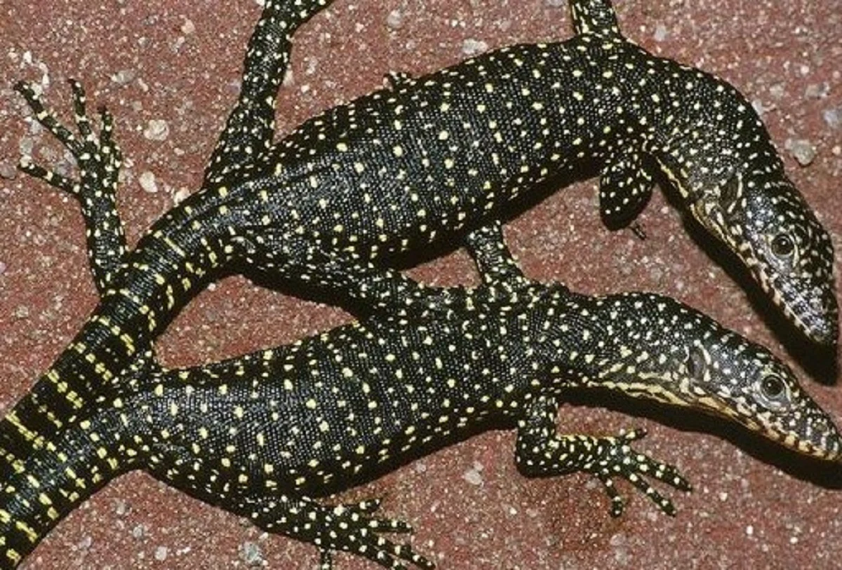 5 Fakta Menarik Tentang Varanus indicus, Jenis Biawak yang Sangat Besar ...