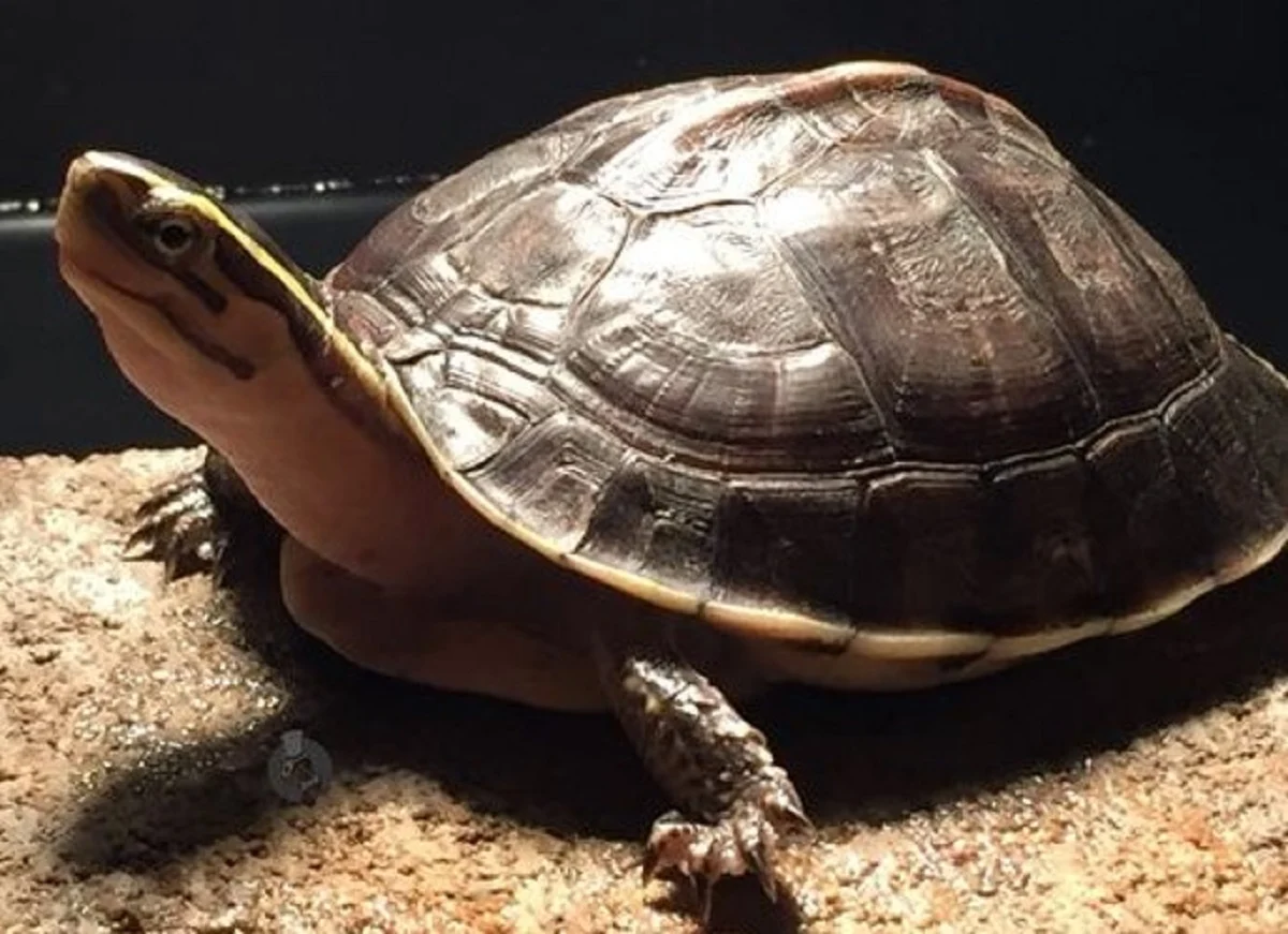 14 Fakta Tentang Cuora amboinensis atau Kura-Kura Ambon, Jenis Kura-Kura Asli Indonesia yang ...