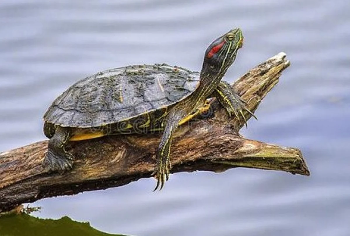 18 Fakta Tentang Kura-Kura Brazil, Jenis Kura-Kura Semi Aquatik yang ...