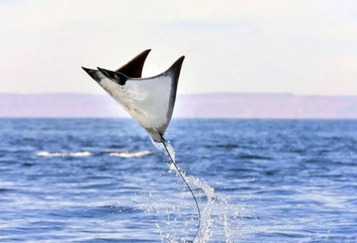 5 Fakta Menarik Tentang ikan Pari manta, Jenis Ikan Pari yang Sangat ...