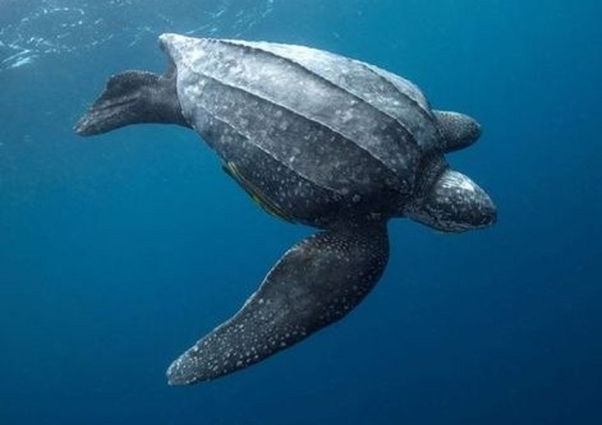 20 Fakta Menarik Tentang Penyu Belimbing, Jenis Penyu Dengan Ukuran ...