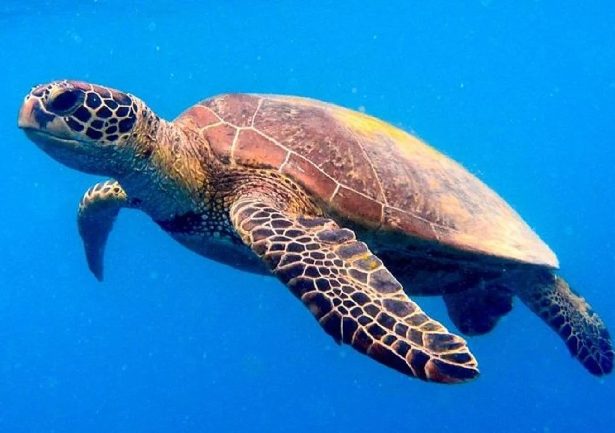 20 Fakta Menarik Tentang Chelonia mydas, Penyu Hijau yang Bisa ...