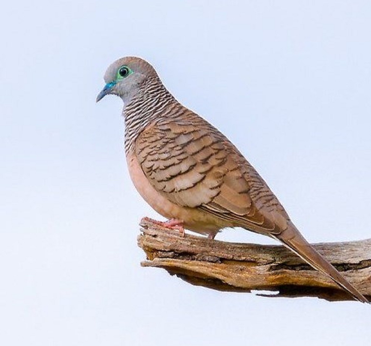 20 Fakta Menarik Tentang Burung Perkutut Bangkok, Jenis Burung Perkutut ...