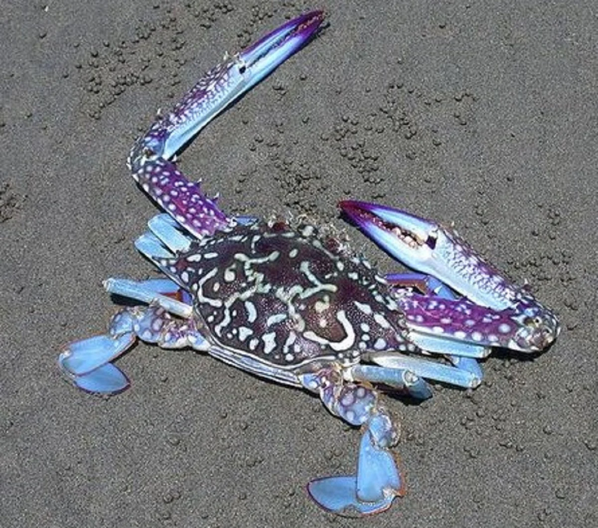 7 Fakta Mengenai Portunus pelagicus atau Rajungan yang Harus Kamu ...