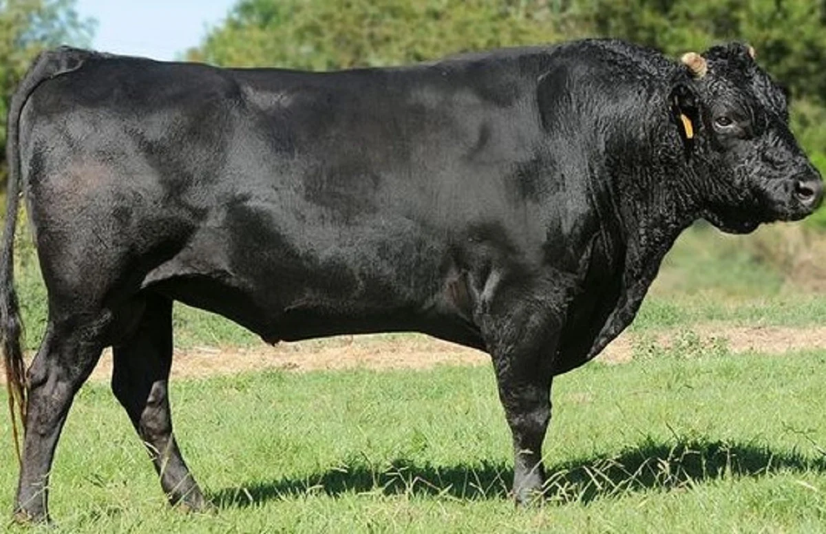 20 Fakta Menarik Tentang Sapi Wagyu, Jenis Sapi yang Memiliki Daging ...