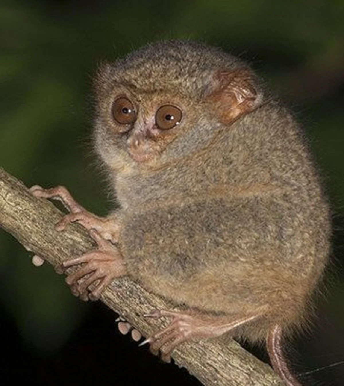 5 Fakta Menarik Tentang Tarsius, Primata Nokturnal Terkecil di Dunia ...