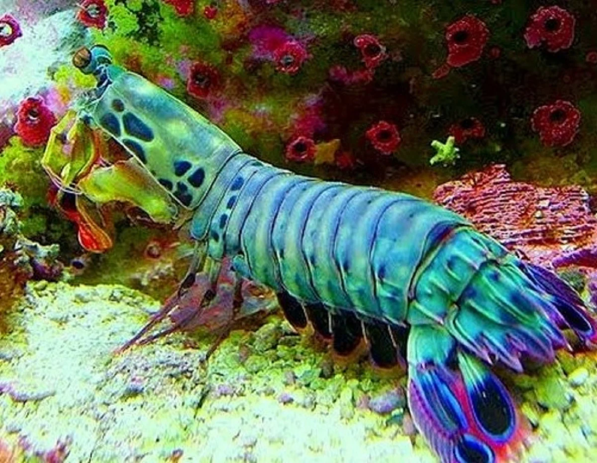10 Fakta Menarik Tentang Udang mantis, Jenis Udang yang Sangat Eksotis ...