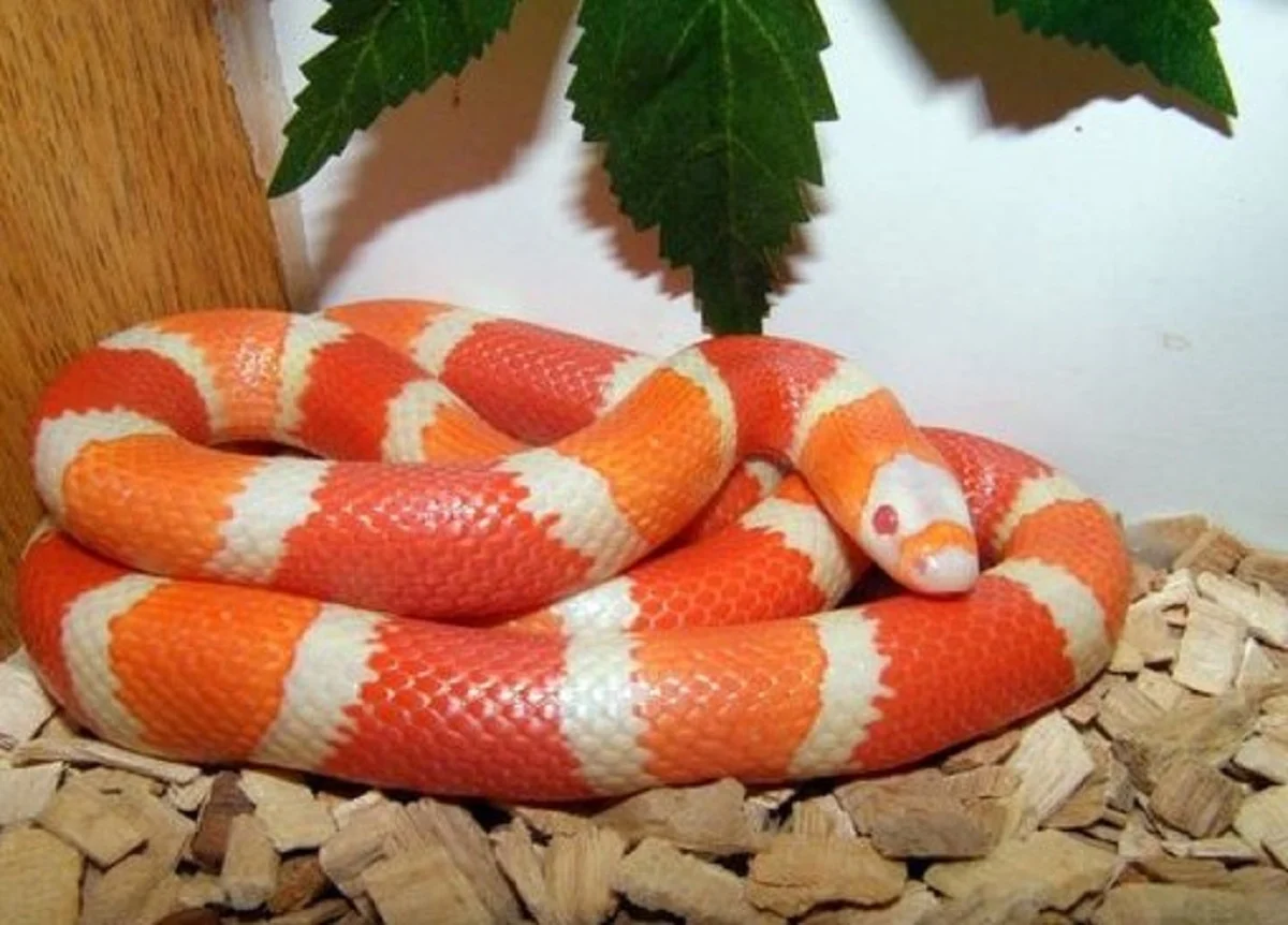 12 Fakta Tentang Ular Susu, Jenis Ular yang Bisa Dipelihara dan Sangat ...