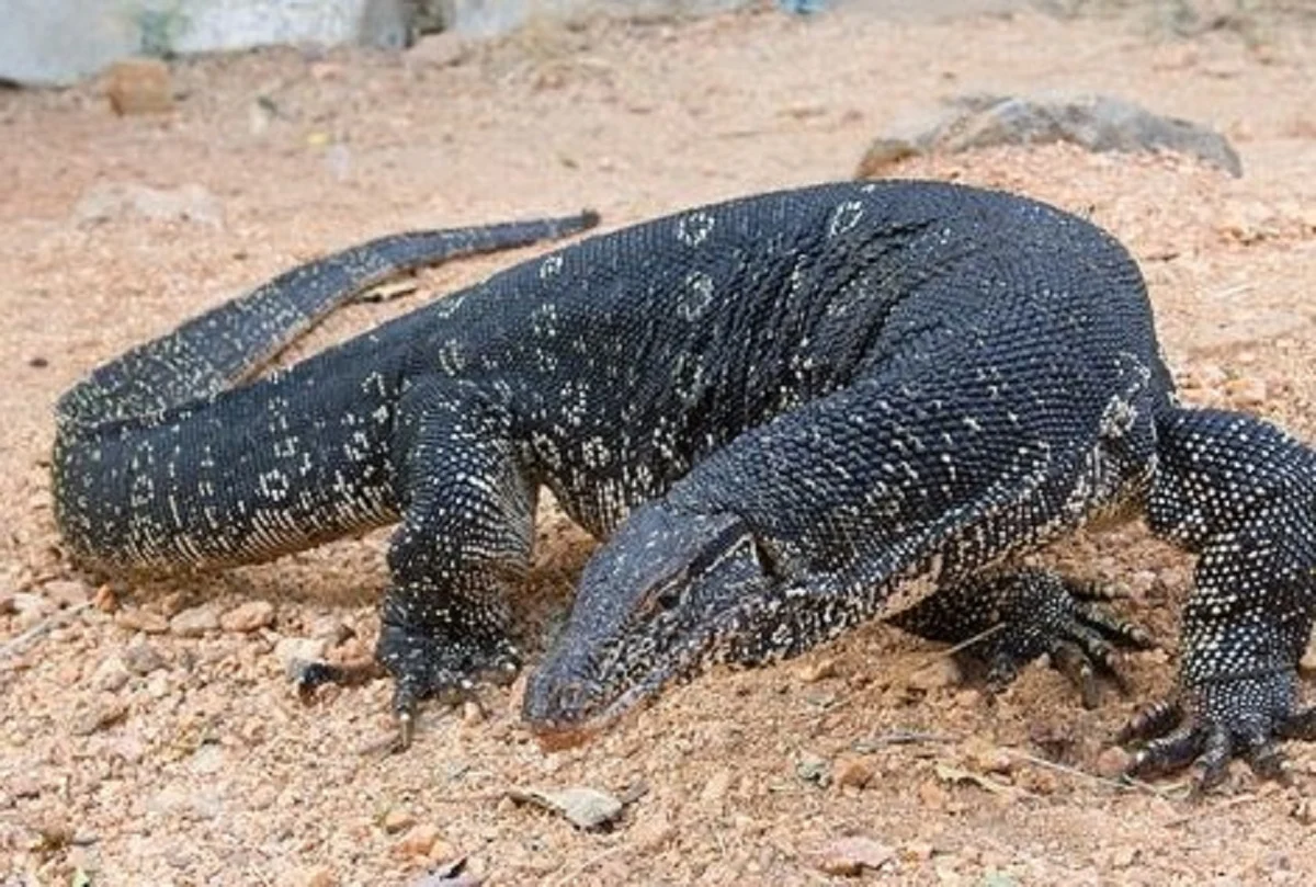 6 Fakta Menarik Tentang Varanus salvator atau Biawak, Jenis Kadal ...