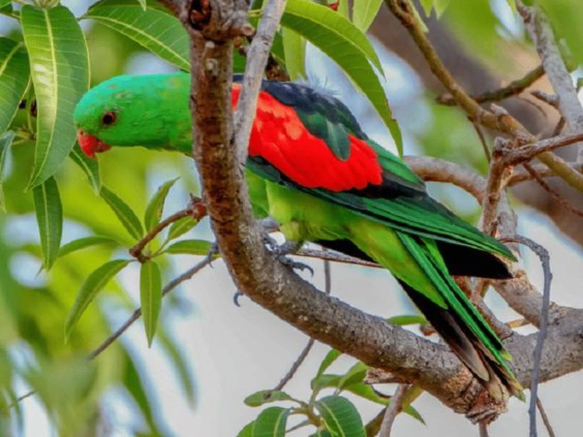 Keunikan Burung Nuri Raja Papua: Fakta dan Habitatny – Rakcer.ID