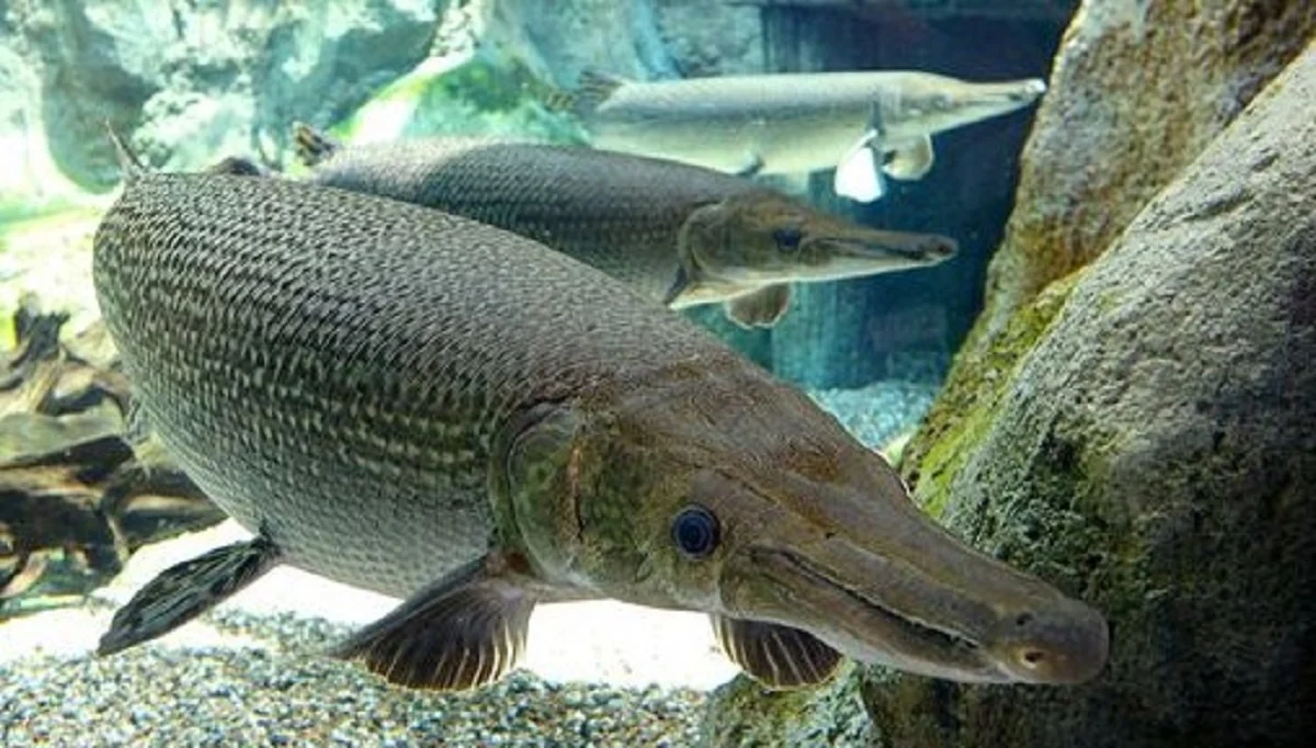 5 Jenis Ikan Alligator Gar, Jenis Ikan yang Memiliki Moncong Mirip ...