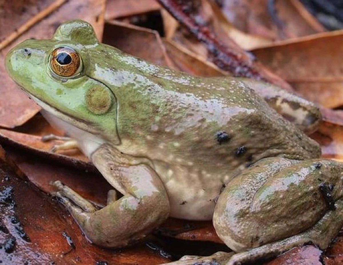 5 Fakta Tentang Katak American Bullfrog, Jenis Katak Besar dan Memiliki ...