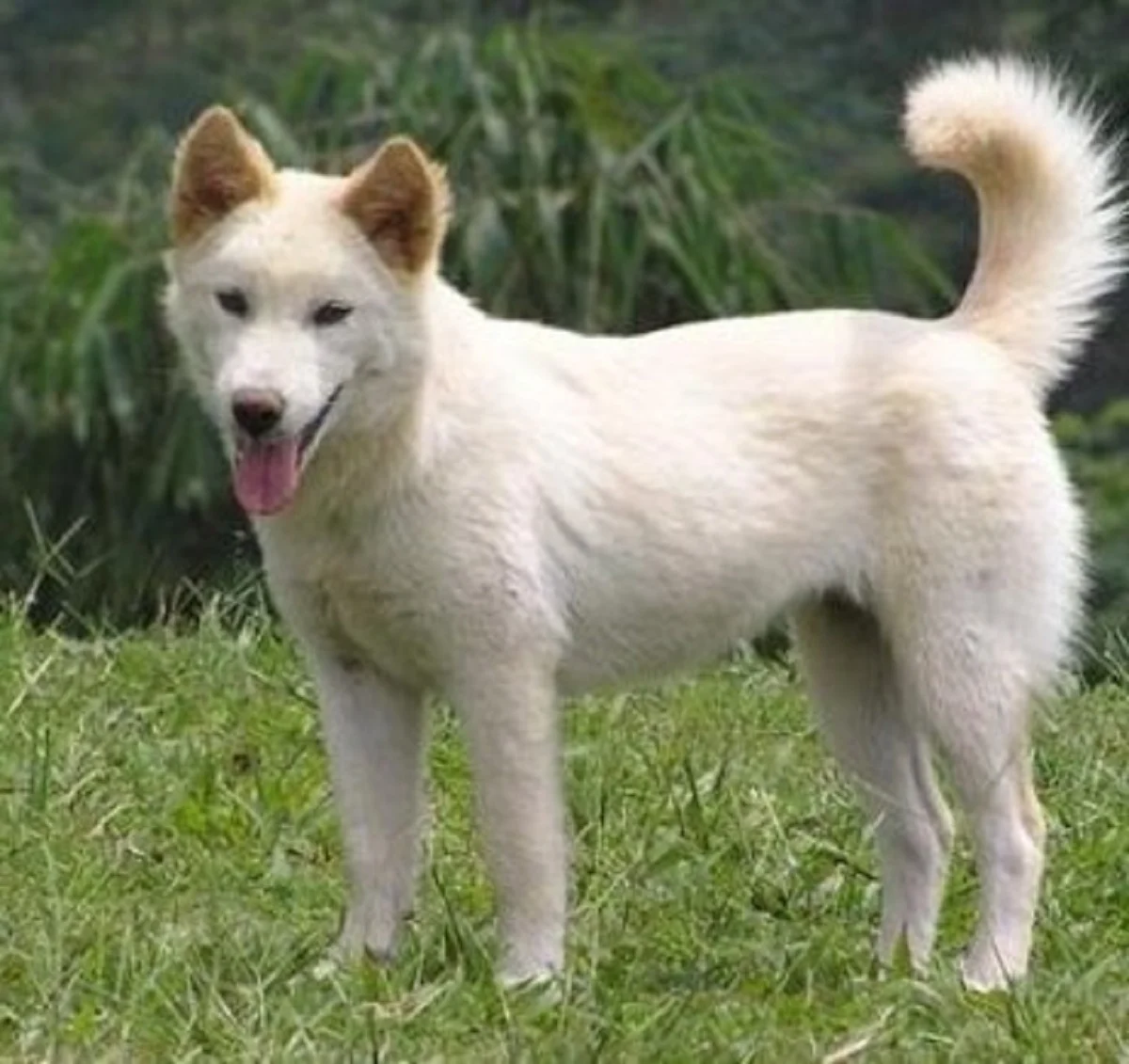 5 Fakta Menarik Tentang Anjing Kintamani, Jenis Anjing Asli Indonesia ...