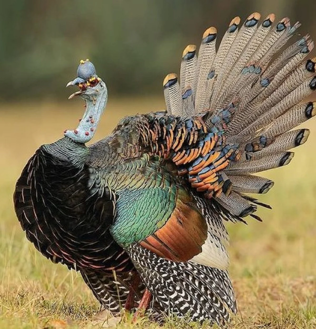 Mari Mengenal Ayam Kalkun Meleagris Ocellata dan Berikut Ini adalah 5 ...