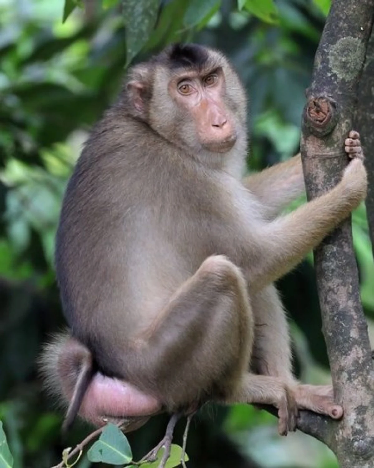 5 Fakta Menarik Southern Pigtail Macaque, Atau yang Sering Disebut ...