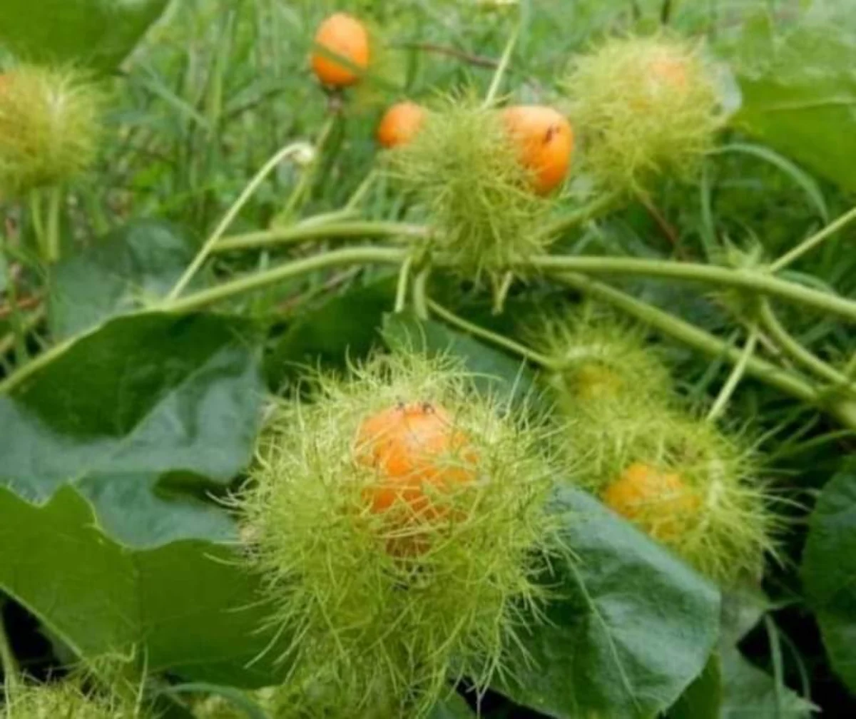 10 Olahan Unik dari Buah Rambusa, Wajib Dicoba! – Rakcer.ID