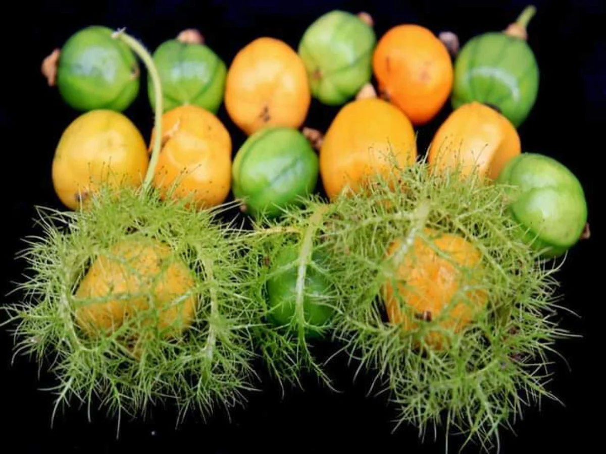 Fakta Menarik Buah Rambusa yang Jarang Diketahui – Rakcer.ID