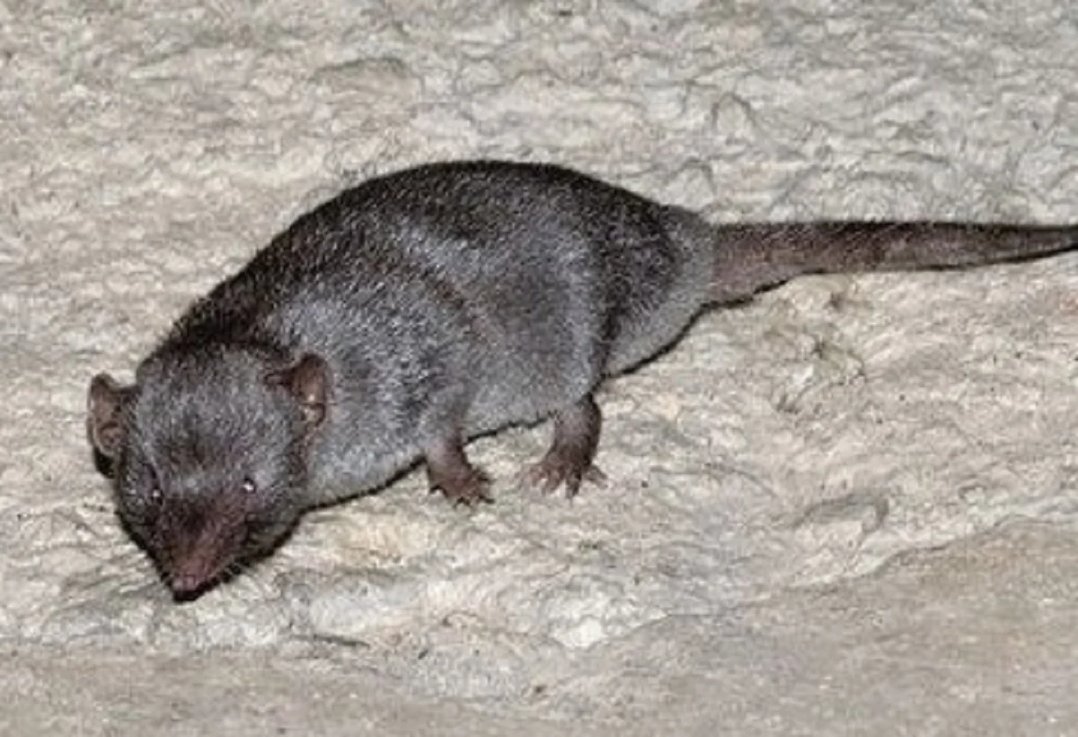 Sering Bolak – Balik di Rumah Berikut Ini adalah 5 Fakta Tentang Suncus ...