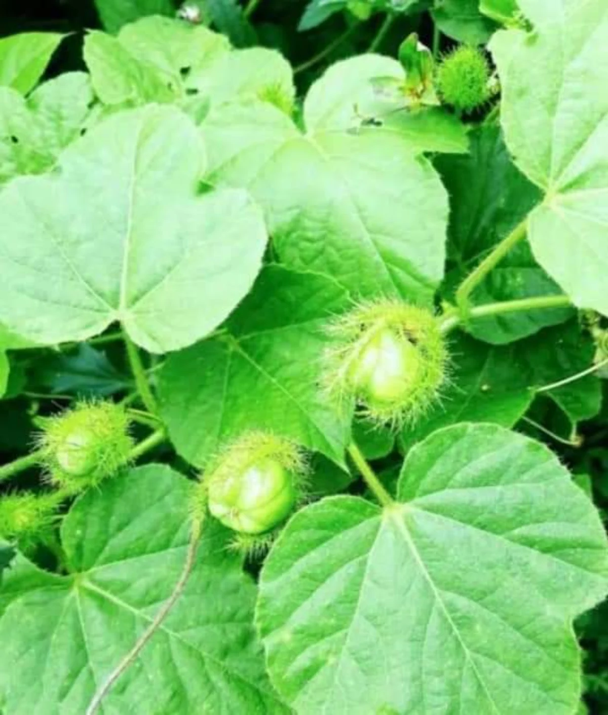 Daun Rambusa: Rahasia Kecantikan Alami dari Alam – Rakcer.ID