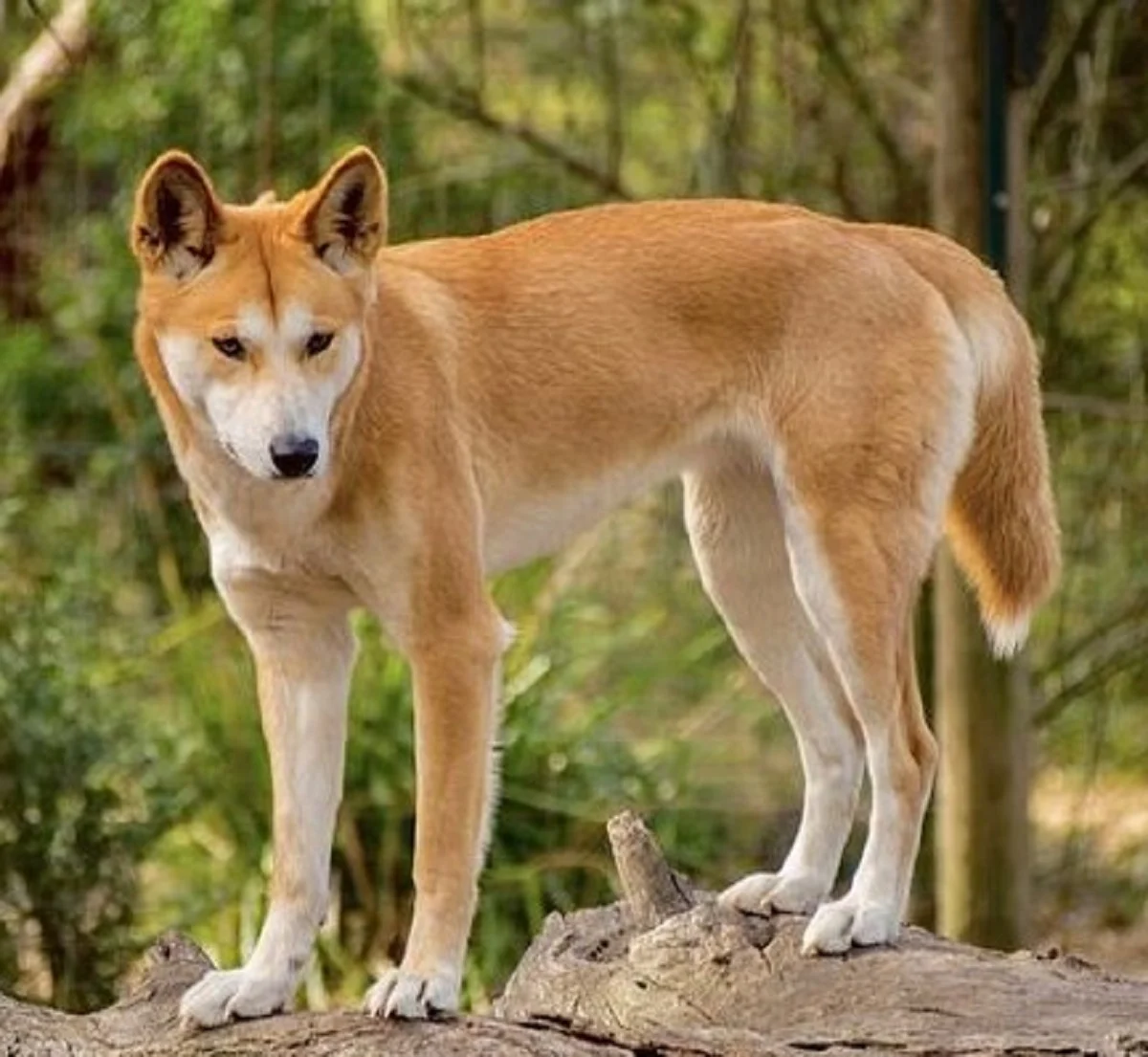 5 Fakta Menarik Tentang Dingo, Biasa Berburu Secara Berkelompok – Rakcer.ID