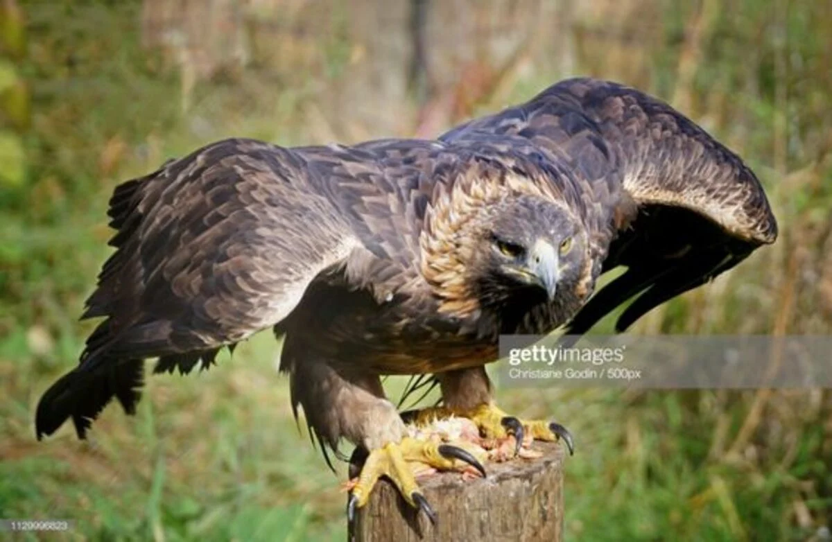 Elang Alap Cokelat: Keberagaman Subspesies dan Habitatnya – Rakcer.ID